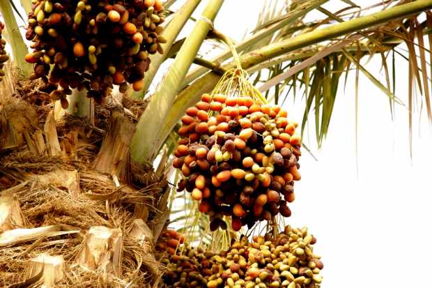 Barhi Dates, Delightful either Fresh or Ripe - Omar Niode Foundation